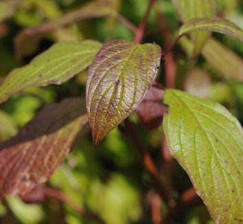 Cornus kousa Heart Throb® PP09283 | Cornus kousa 'Heart Throb ...