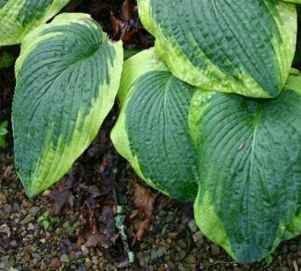 Hosta 'El Capitan' | | plant lust