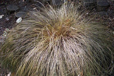 Carex testacea | Copper Sedge | Orange New Zealand Sedge | Speckled ...