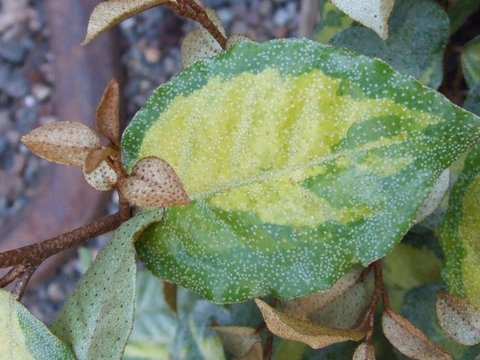 Elaeagnus pungens 'Clemson Variegated' | Clemson Variegated Silverthorn ...