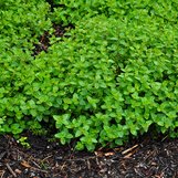 Veronica 'Whitewater' PP22783 | Whitewater Prostrate Speedwell | plant lust