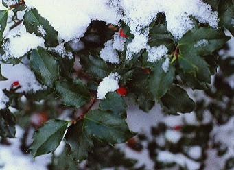 Ilex x meserveae 'Blue Girl' | Ilex x meserveae Blue Girl® | plant lust