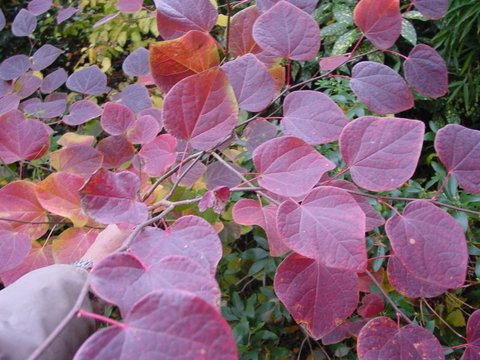 Disanthus cercidifolius | Redbud Hazel | plant lust