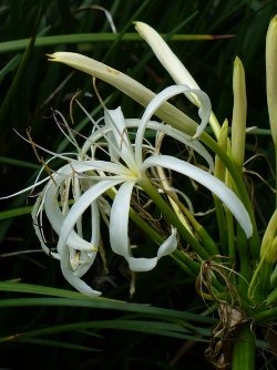 Crinum americanum | American Crinum | Seven Sisters | Southern Swamp ...