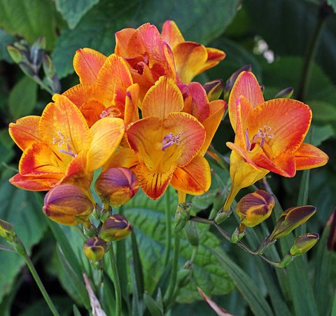 Freesia [single bicolor] | Freesia 'Single Bicolor' | plant lust