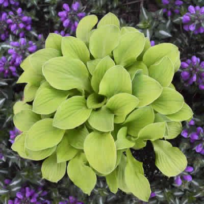 Hosta 'Sun Mouse' | Sun Mouse Miniature Hosta | plant lust