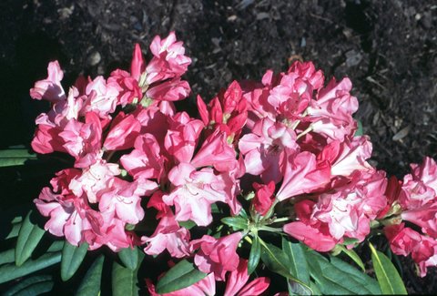 Rhododendron 'Yaku Prince' | Rhododendron yakusimanum 'Prince' | plant lust