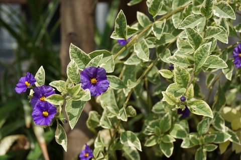 Lysianthes rantonnetii 'Variegata' | Solanum rantonetti 'Variegata ...