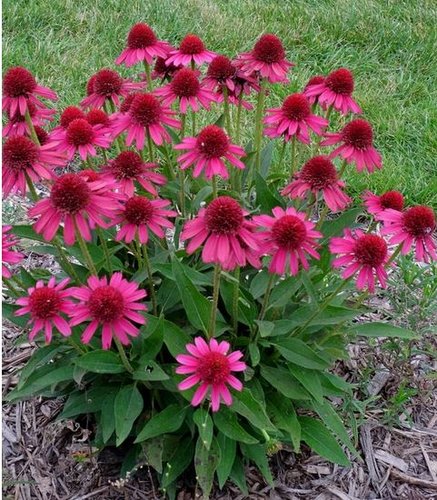 Echinacea 'Delicious Candy' | Echinacea 'Noortdeli' | Delicious Candy ...
