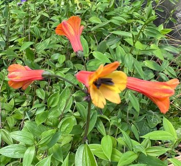 Bomarea from multiple nurseries on Plant Lust