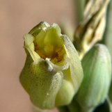 Hesperaloe funifera | Yucca funifera | Giant Hesperaloe | New Mexico ...