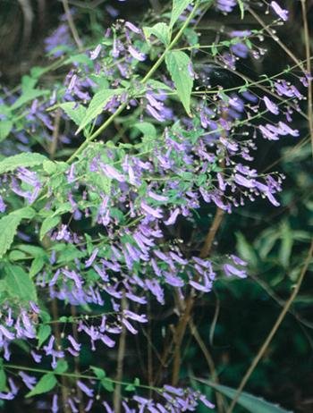 Isodon longitubus | Plectranthus effusus var. longitubus | Plectranthus ...