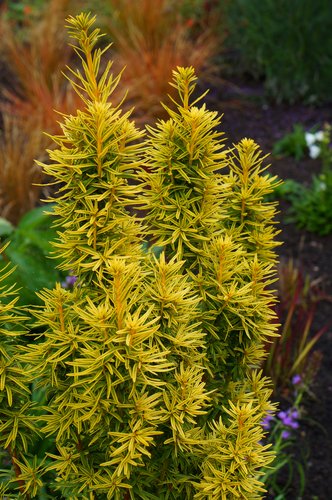 Taxus baccata 'David' | David Golden Fastigated Yew | plant lust