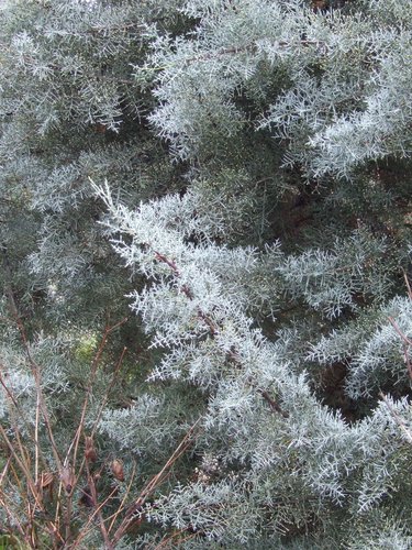 Cupressus glabra 'Blue Ice' | Cupressus arizonica 'Blue Ice ...