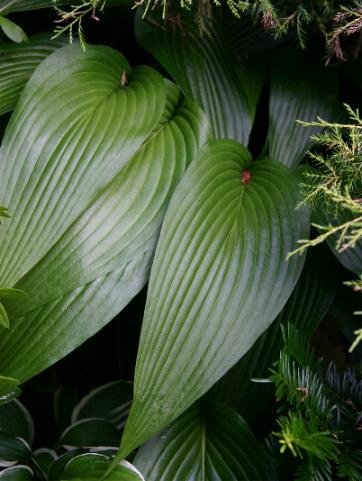 Hosta kikutii | Hosta 'Kikutii' | plant lust