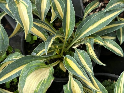 Hosta 'Little Treasure' PP21,210 | | plant lust