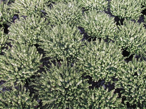 Erica carnea 'Springwood White' | Springwood White Winter Heath | plant ...