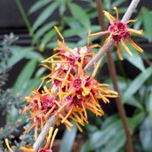 Hamamelis 'Rochester' | Hamamelis x 'Rochester' | Hamamelis x ...