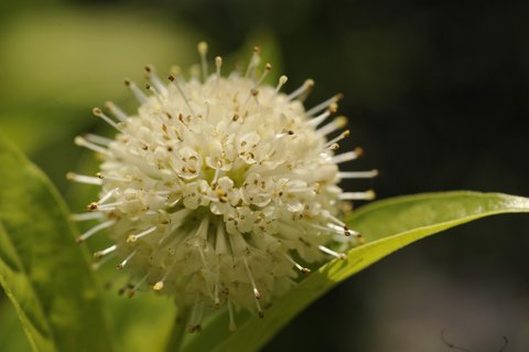 Cephalanthus occidentalis 'Sputnik' | Sputnik Buttonbush | plant lust