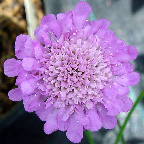 Scabiosa columbaria 'Pink Mist' | Pincushion Flower | Sweet Scabious ...