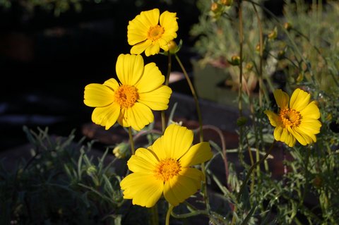 Encelia californica | Coast Sunflower | plant lust