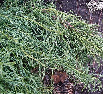 Diselma from multiple nurseries on Plant Lust
