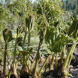 Gunnera tinctoria | Gunnera chilensis | Gunnera scabra | Chilean ...