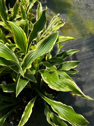 Hosta 'Indy Parade Lap' | | plant lust