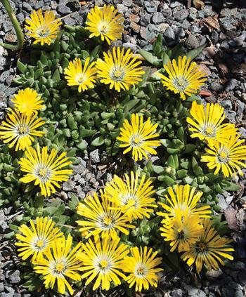 Delosperma basuticum | White-eyed Ice Plant| plant lust