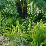 Asparagus densiflorus 'Myersii' | Asparagus meyeri | Foxtail Fern ...