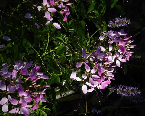 Cleome 'Clio Magenta' | Cleome x 'Clio Magenta' | Clio™ Magenta Cleome ...