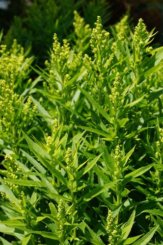 Solidago 'Little Lemon' PP17297 | Little Lemon Golden Rod | Little ...