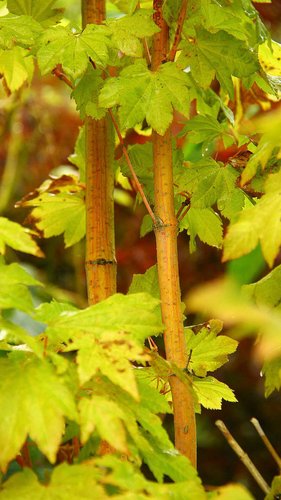 Acer circinatum 'Pacific Fire' | Pacific Fire Red Twig Vine Maple ...