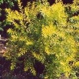 Spiraea thunbergii 'Ogon' | Spiraea Mellow Yellow® | Garland Spiraea ...