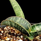 Sansevieria fischeri | Boophone fischeri | Dracaena singularis ...