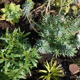 Euphorbia rigida | Gopher Plant | Rigid Spurge | plant lust