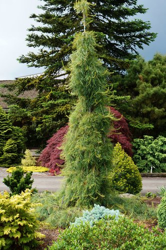 Pinus strobus 'Angel Falls' | Angel Falls Eastern White Pine | Angel ...