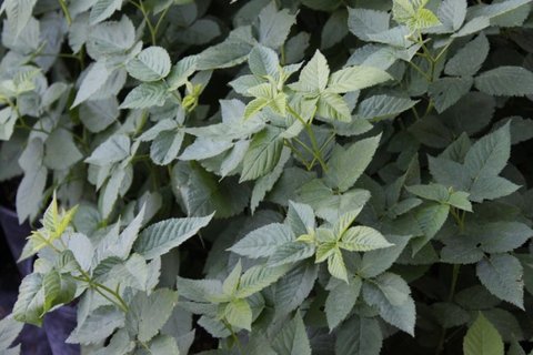 Apache Thornless Blackberry | plant lust