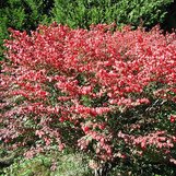 Euonymus alatus 'Compactus' | Euonymus alatus 'Compacta' | Compact ...