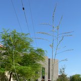 Hesperaloe funifera | Yucca funifera | Giant Hesperaloe | New Mexico ...