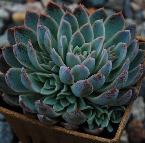 Echeveria 'Violet Queen' | Violet Queen Hens and Chicks | plant lust