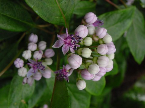 Dichroa versicolor | | plant lust