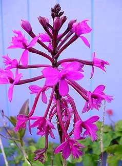 Epidendrum x obrienianum [purple-flowered] | Epidendrum x obrienianum ...
