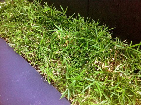 Pleioblastus pygmaeus | Dwarf Bamboo | Pygmy Bamboo | plant lust