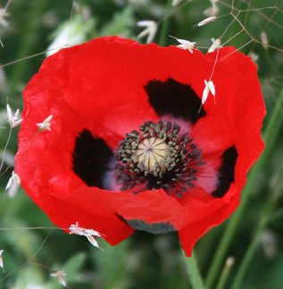 Papaver 'Greek' | Greek Poppy | plant lust