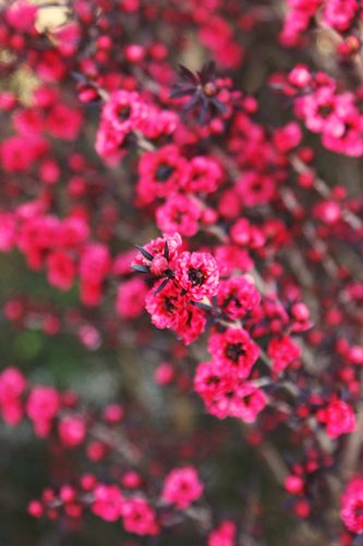 Leptospermum scoparium 'Ruby Glow' | plant lust