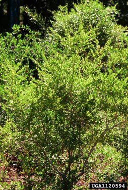 Elliot Northern Highbush Blueberry | Vaccinium 'Elliot' | Elliot ...