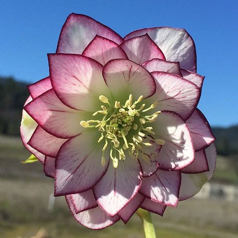 Helleborus x hybridus 'Fire and Ice' (Winter Jewels series ...