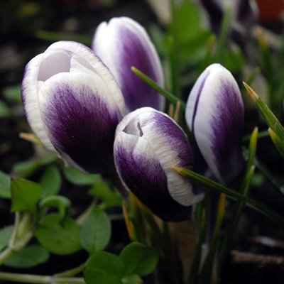 Crocus chrysanthus 'Prins Claus' | Prins Claus Snow Crocus | plant lust