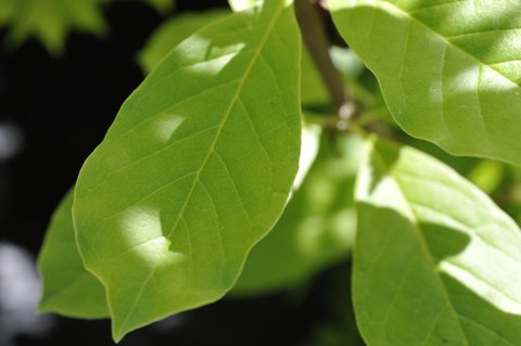 Magnolia 'Emma Cook' | | plant lust